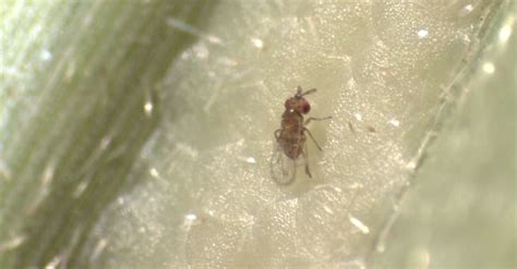 Koppert Trichogramma Galloi Mip Drones Geocom Koppert Brasil