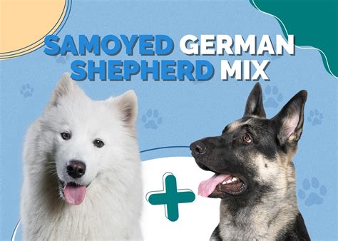 Samoyed German Shepherd Mix Info Pictures Characteristics And More