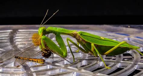 Do Praying Mantis Bite Are They Dangerous To Humans