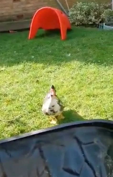 Vicious Sex Crazed Duck Named Bob Repeatedly Attacks Postman On His