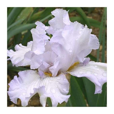Iris Sharper Image