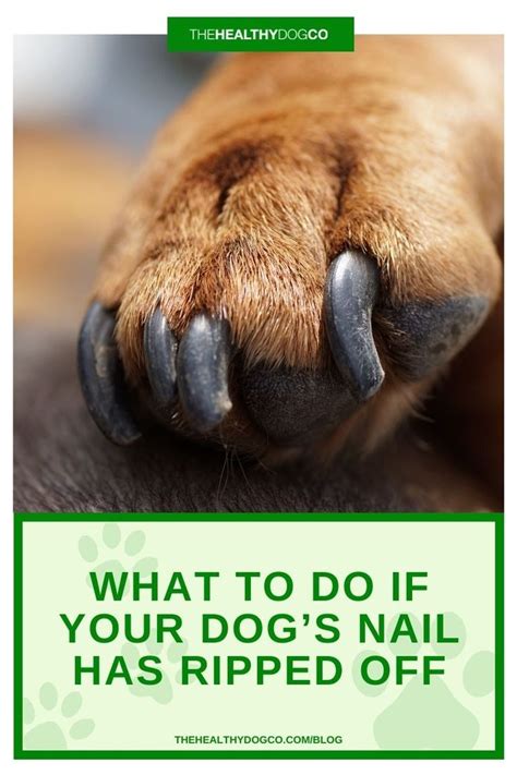 What To Do If Your Dogs Nail Has Ripped Off Dog Nails Cut Dog Nails