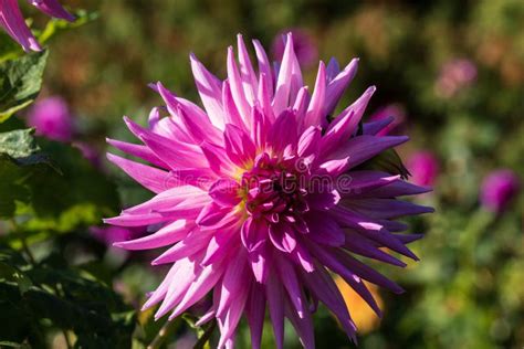 Close Up Semi Cactus Pink Dahlia In The Morning Sun The Sun Is From