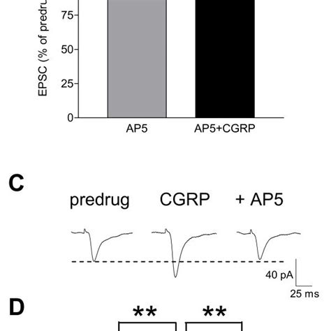 Miniature Epsc Mepsc Analysis Indicates Pre Rather Than