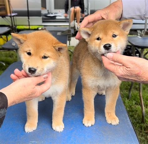 Mishmo Shiba Inu Puppies For Sale In San Diego Ca Akc Marketplace