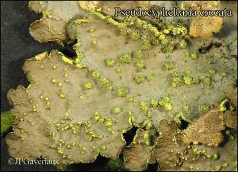 Pseudocyphellariacrocata