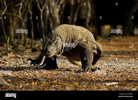 The Komodo Dragon A Ferocious Carnivore And Predator Lazily Walks