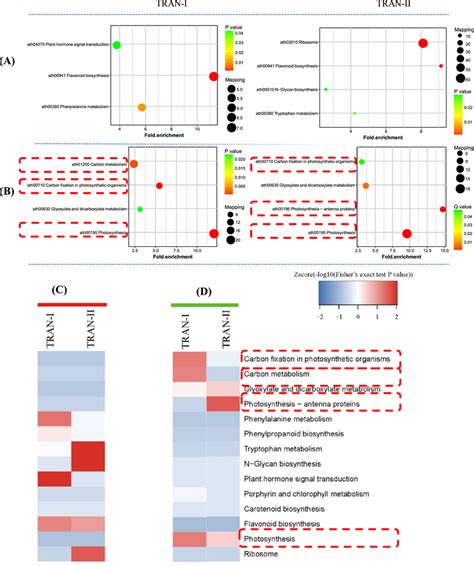 Enriched Kegg Pathways Of The Differentially Expressed Proteins For