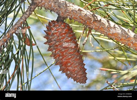 Needle Leaf Pine Tree In Its Natural Environment Pine Tree In Nature