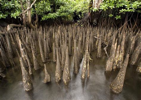 Halophytes Salient Features Adaptations And Classification Plantlet