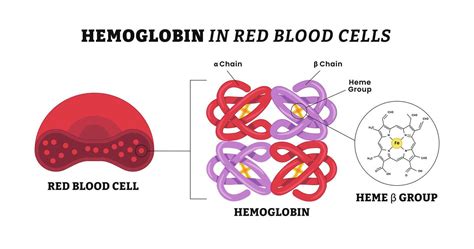 Hemoglobin In Red Blood Cell Structure Anatomy Diagram Schematic