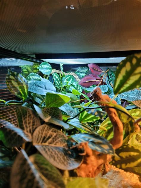 Small Hog Home Rhognosesnakes