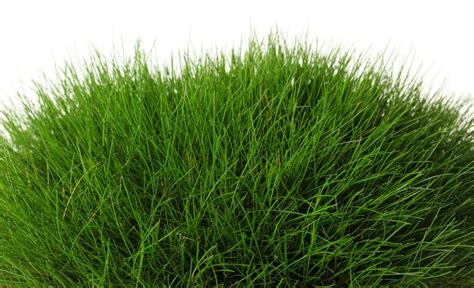 Page 3 Hyperrealistic Grass Pictures Freepik