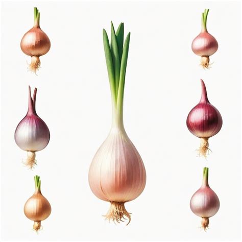 Shallot Flat Vector Set White Background Illustration Premium Ai