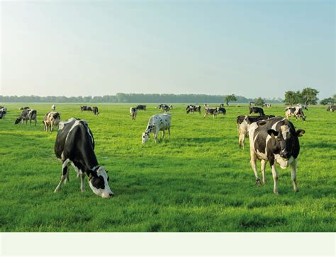 Feeds Ruminant Allagro