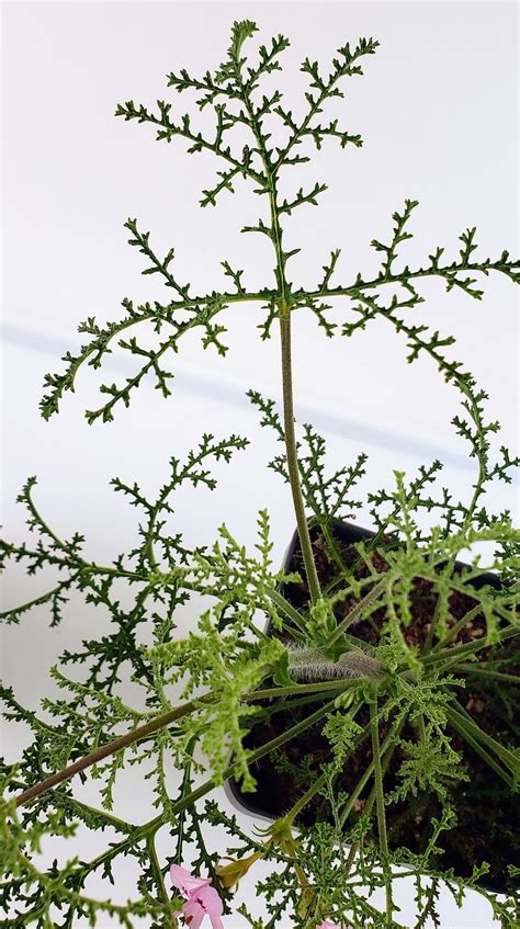 Fern Leaf Geranium Pelargonium Denticulatum Etsy