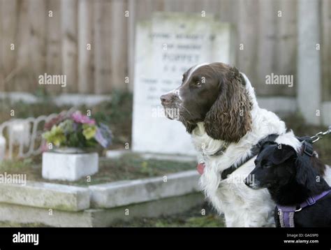 Cocker Spaniel Jake A Police Explosives Search Dog Who Searched The