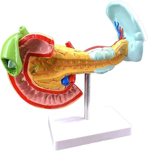 Human Model Duodenum Organs Model Pathology Pancreas Australia Ubuy
