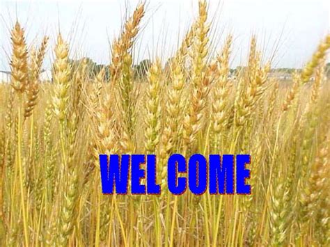 Integrated Nutrient Management In Wheatppt