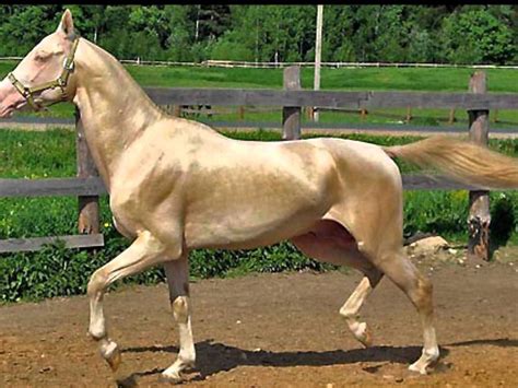 Akhal Teke Lófajta Magyar Honfoglaláskori Ló Vangelis Pulstar