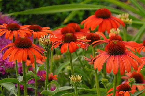 Echinacea Julia Coneflower