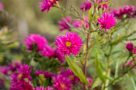 Garten Glattblatt Aster Kaufen Garten Von Ehren Qualität Seit 1865