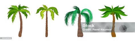 Palm Tree With Large Evergreen Leaves And Unbranched Stem Or Trunk
