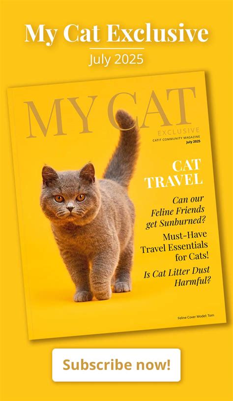 Meet The Rusty Spotted Cat Catit