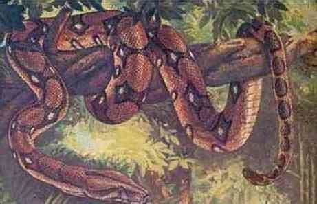 Gigantophis Alchetron The Free Social Encyclopedia
