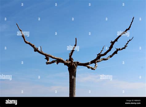 Tree Without Branches Stock Photos Tree Without Branches Stock Images Alamy