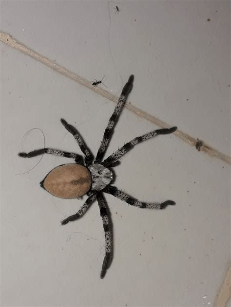 38 Questions With Answers In Spider Taxonomy Science Topic