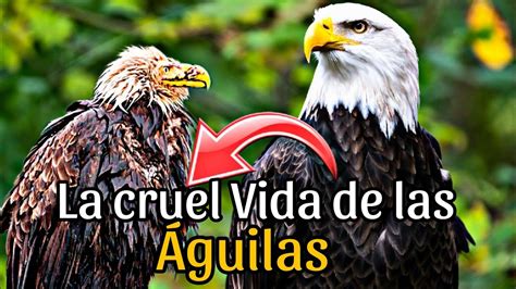 ¿que Les Pasa A Las águilas En Sus 40 Años Youtube