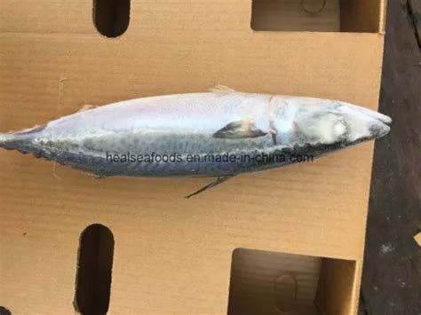 Sea Frozen Saba Mackerel 8 10pcskg Saba Mackerel And Sea Mackerel