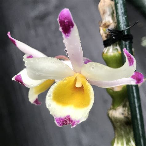 Dendrobium Pendulum — Palmer Orchids