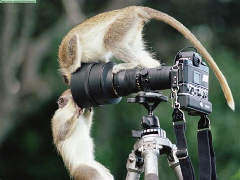 Fotos De Monos Graciosos Imagui