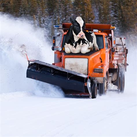 Vsecu On Linkedin Youve Heard Of Elf On The Shelf But Have You Heard Of Stay Safe Out…