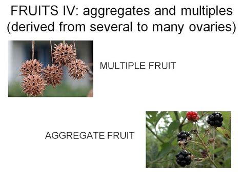 Fruits False Ohio Plants