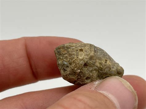 Another View Of The Cornpoopcoralwasp Nest Fossil From Se Indiana