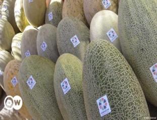 کاشت خربوزه در افغانستان