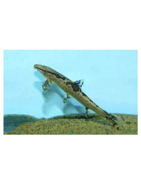 pdfgallery 20240731 003855 pdf