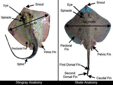 Stingray Respiratory System What Are Stingrays Called Tcztpr