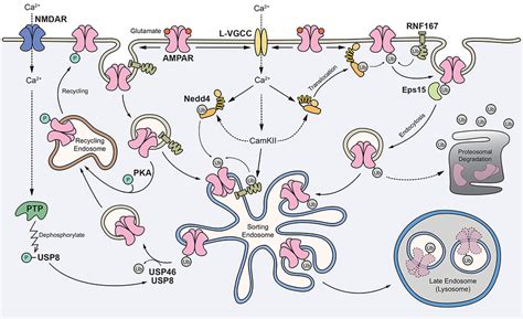 Regulation Of Ampa Receptor Trafficking By Protein Ubiquitination Anggono Lab