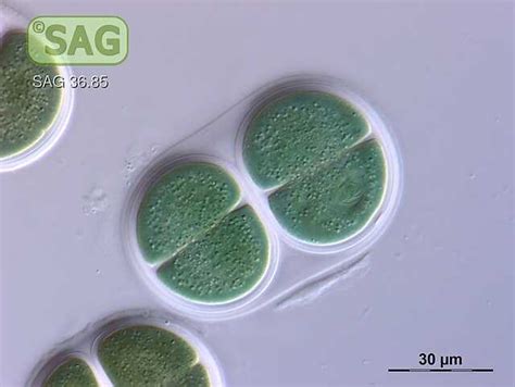 Chroococcus Wikiwand