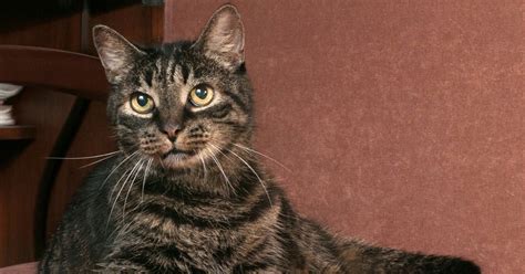 The Ethics Of Behavioral Convenience And Economic Euthanasia