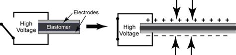 Dielectric Eap Before And After Application Of High Voltage Applying A Download Scientific