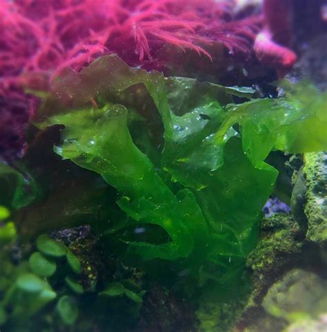 Sea Lettuce Macroalgae Ulva Sp Mosaicmacros