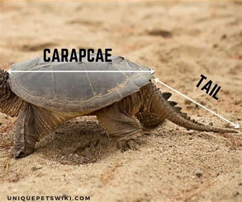 Snapping Turtle Tail Understanding Appearance Size And Sexing Snapping Turtle Tail Understanding Appearance Size And Sexing