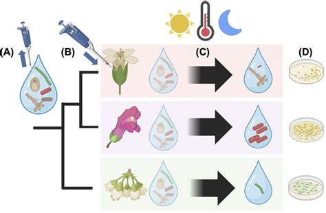 Schematic Overview Of The Experiment A We Prepared A Standardised Download Scientific