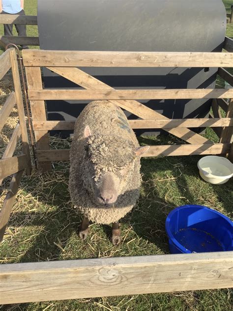 Ditchingham Primary Academy Ditchingham Primary Academy