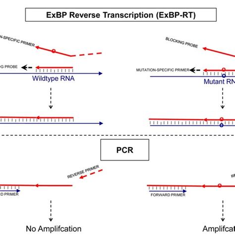 Pdf Extendable Blocking Probe In Reverse Transcription For Analysis Of Rna Variants With